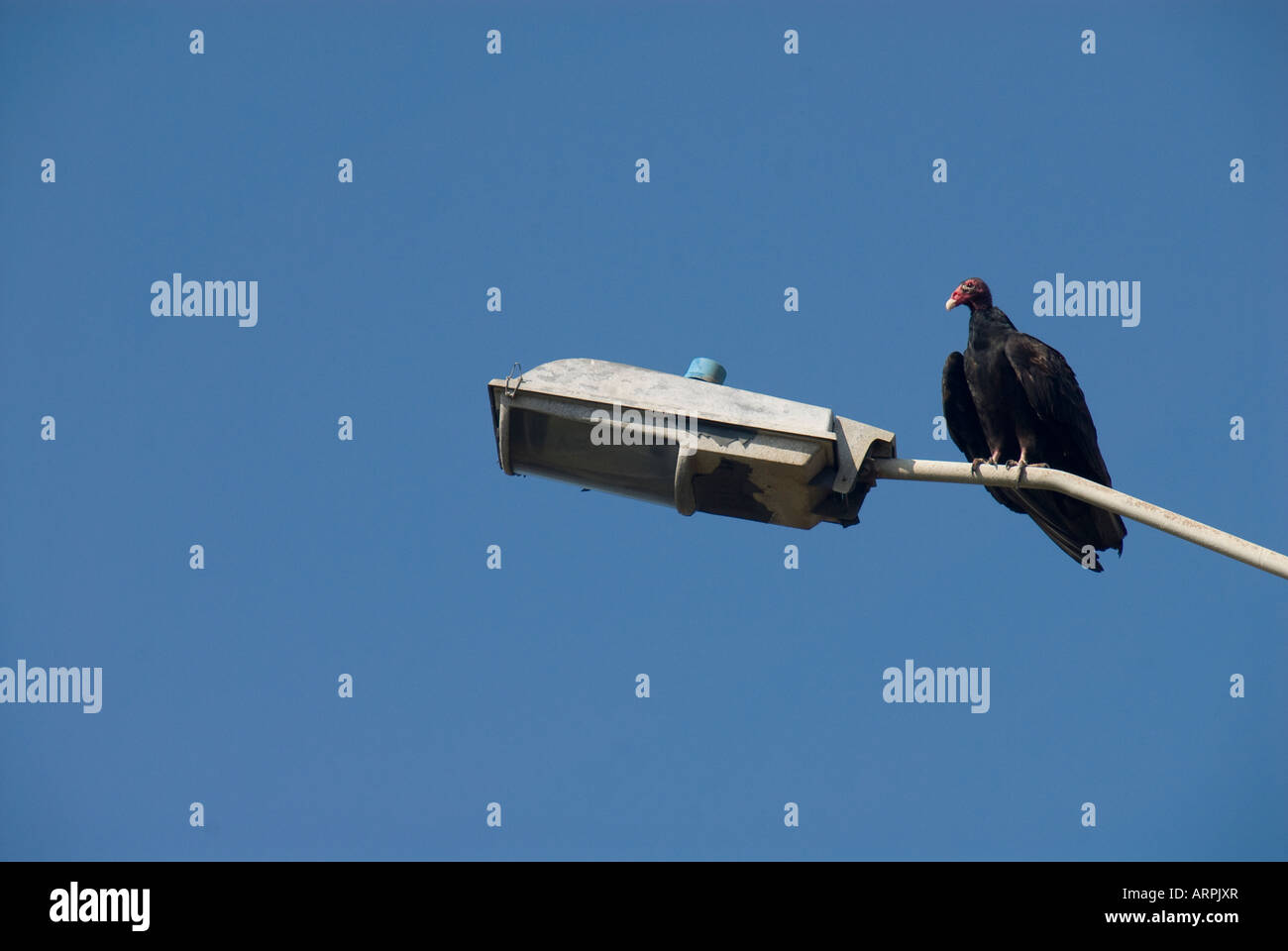 Turkey colombia hi-res stock photography and images - Alamy