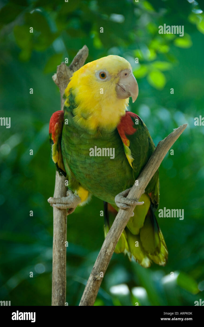 Yellow-headed amazon parrot Stock Photo - Alamy