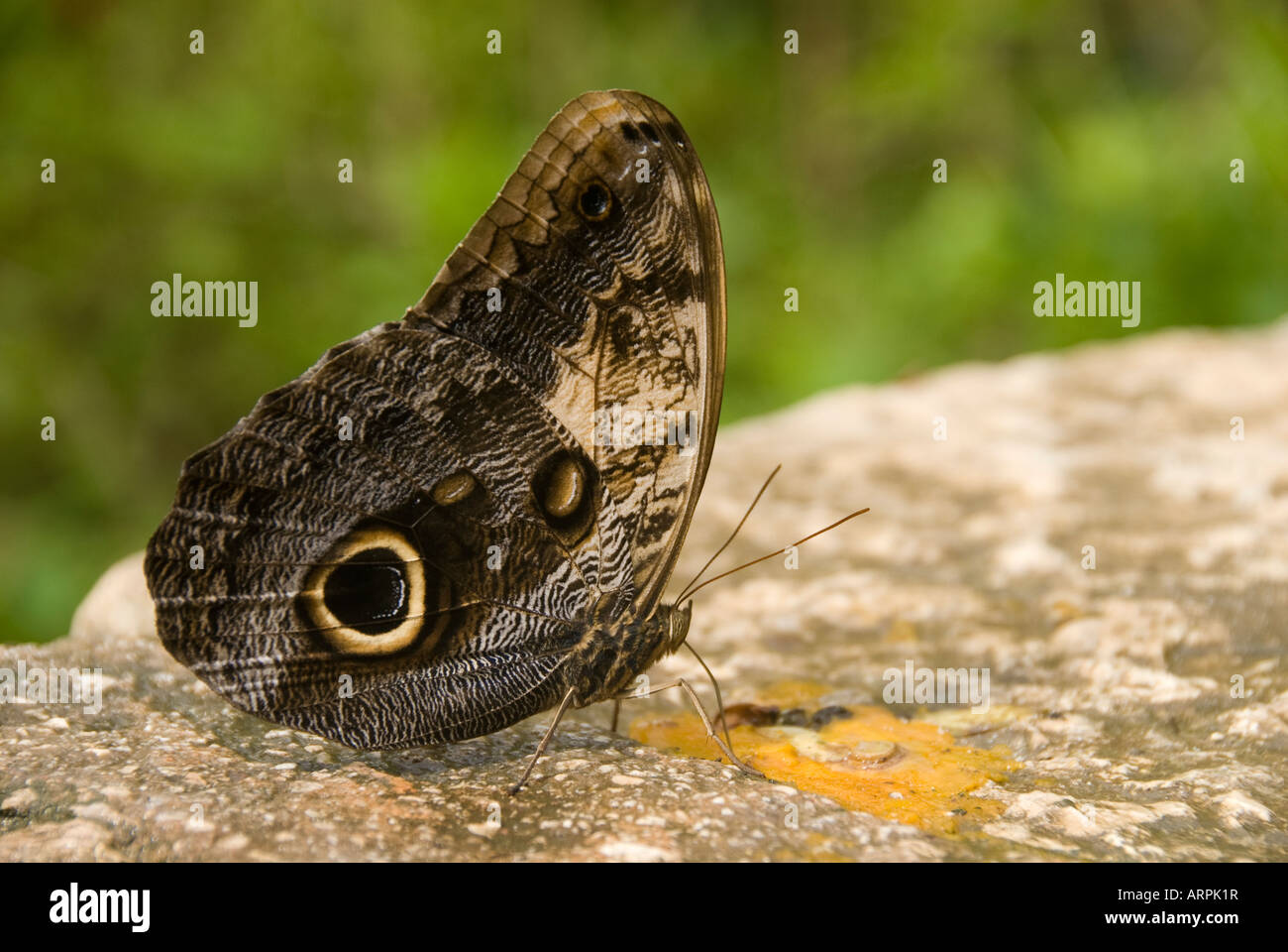 Owl butterfly with wings folded Stock Photo - Alamy