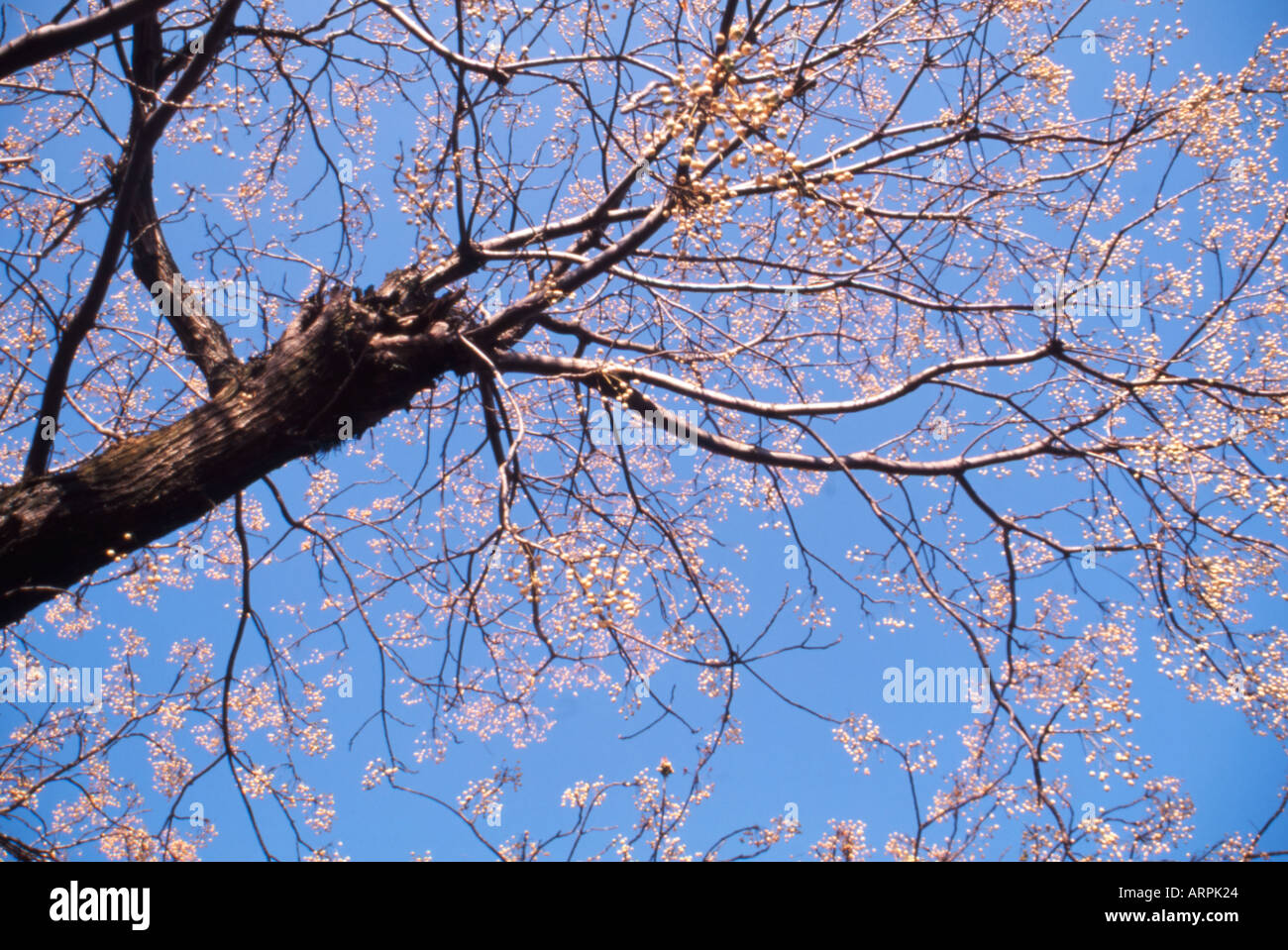Pink Tree Kirishiki near Okayama Japan Stock Photo - Alamy