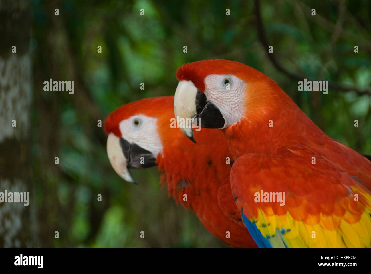 Pair of scarlet macaws, Xcaret, Mexico Stock Photo - Alamy