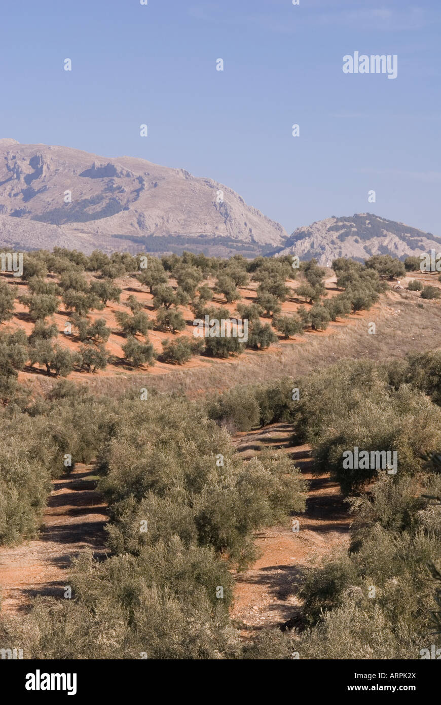 Spanish grove hi-res stock photography and images - Alamy
