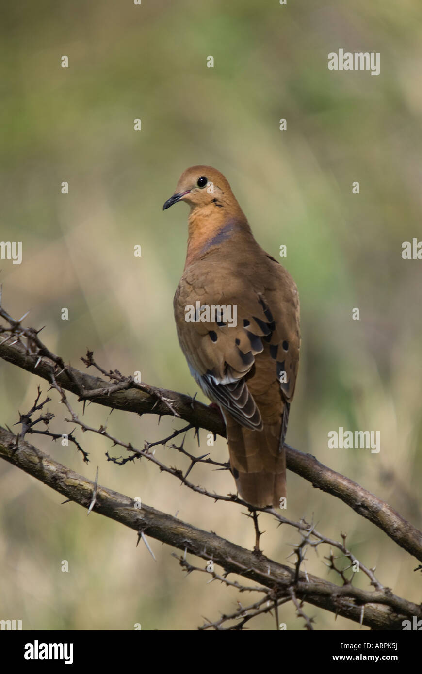 Zenaida st hi-res stock photography and images - Alamy