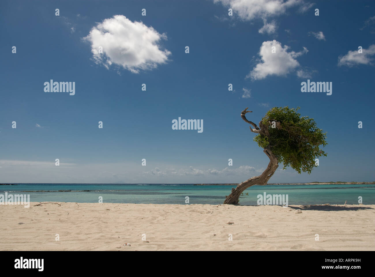 Divi tree aruba hi-res stock photography and images - Alamy
