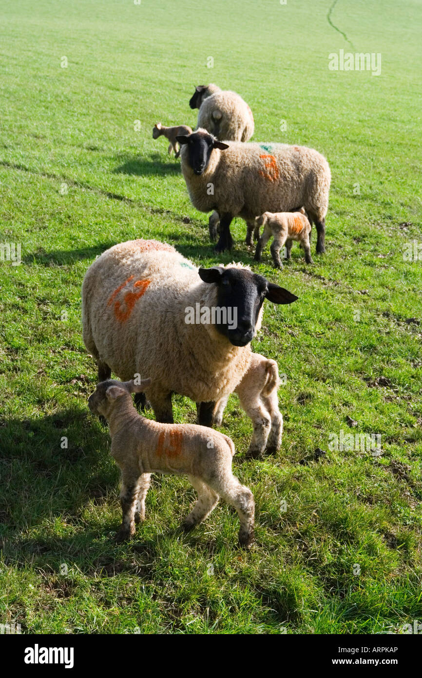 Sheep and spring lambs in field Stock Photo - Alamy