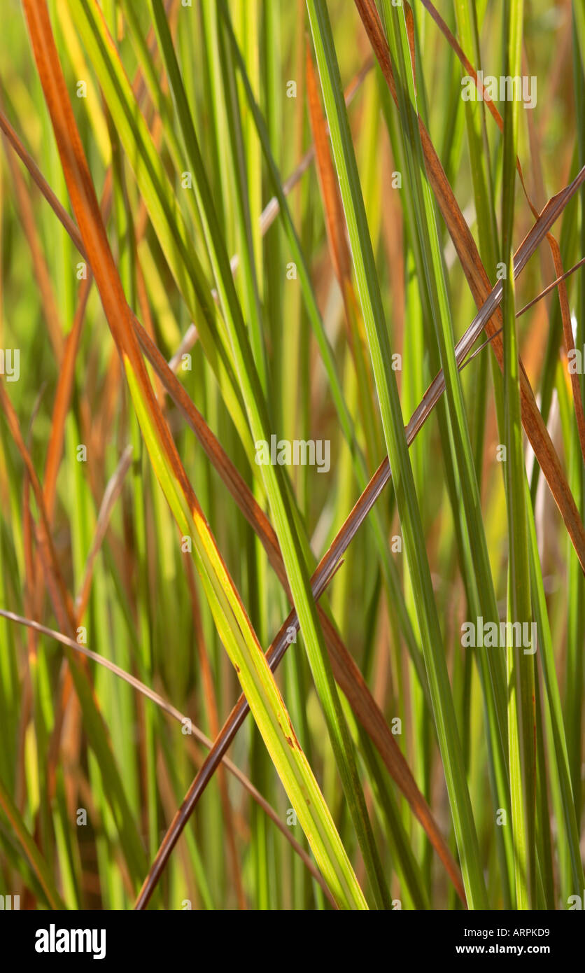 Lush green reeds frame hi-res stock photography and images - Alamy