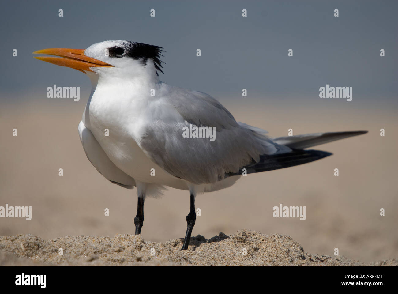 Fort Lauderdale, Forida Stock Photo - Alamy
