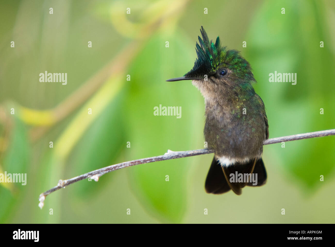 Antillean crested hummingbird Stock Photo - Alamy