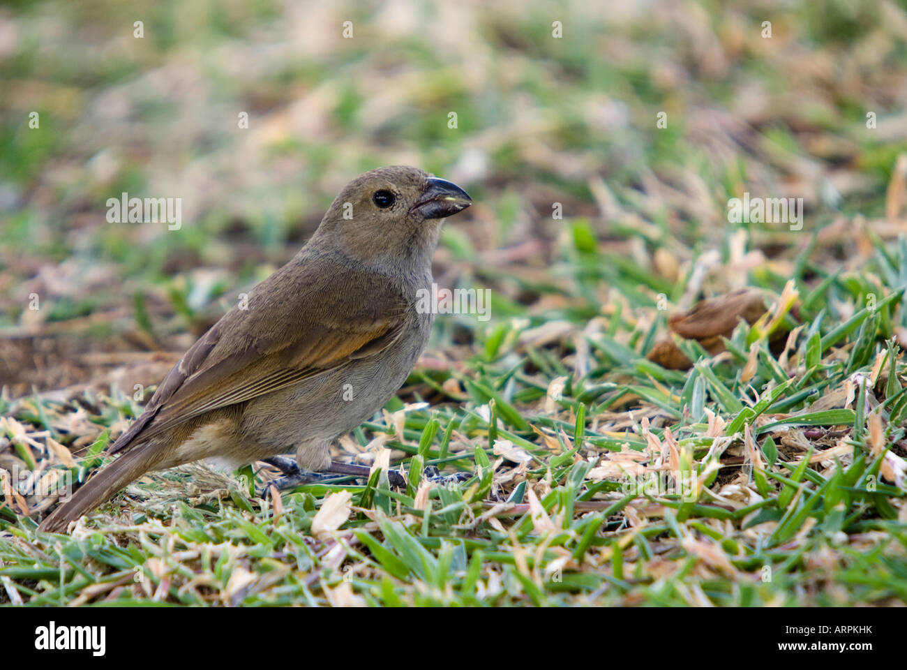 Barbados race hi-res stock photography and images - Alamy