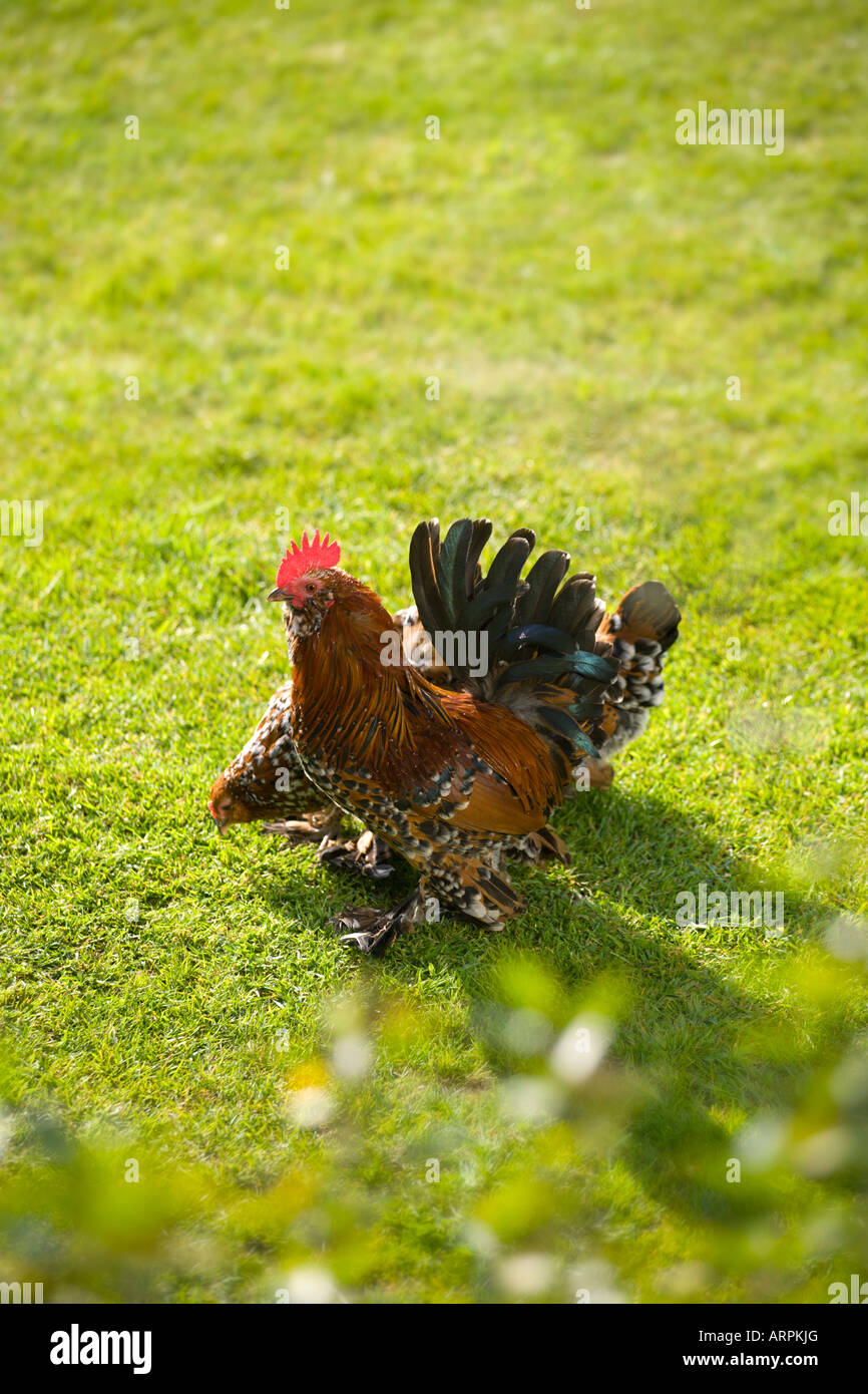 Belgian bantam hi-res stock photography and images - Alamy