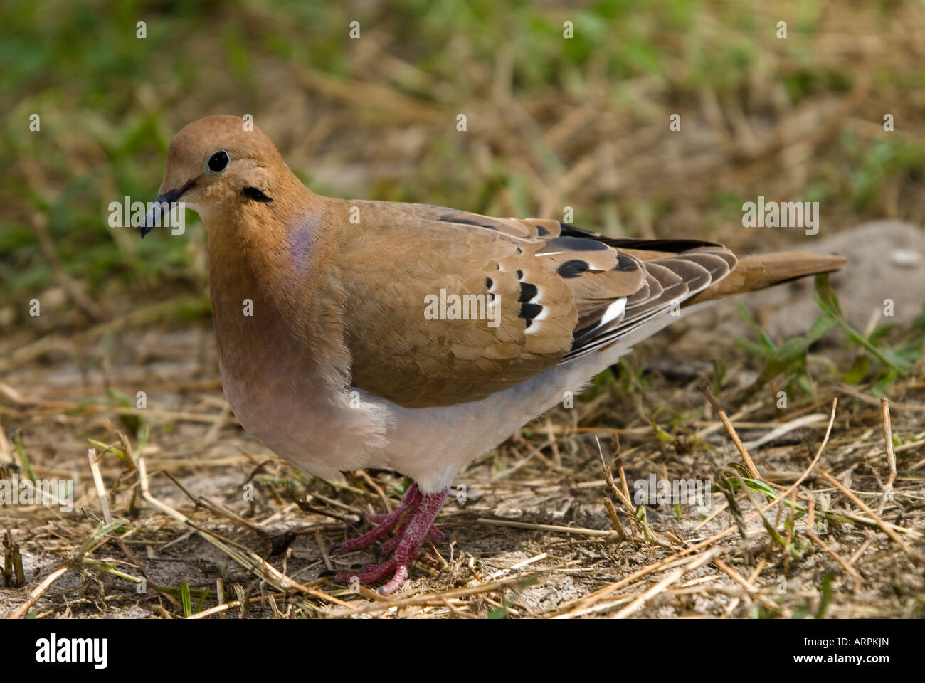 Caribbean dove hi-res stock photography and images - Alamy