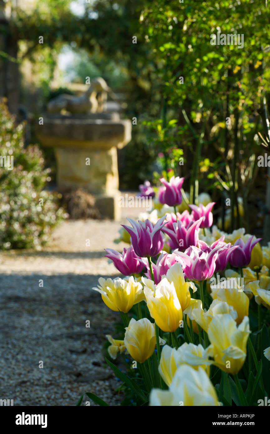 Stone House, Glos., UK (Lukas) spring tulips edging path Stock Photo ...
