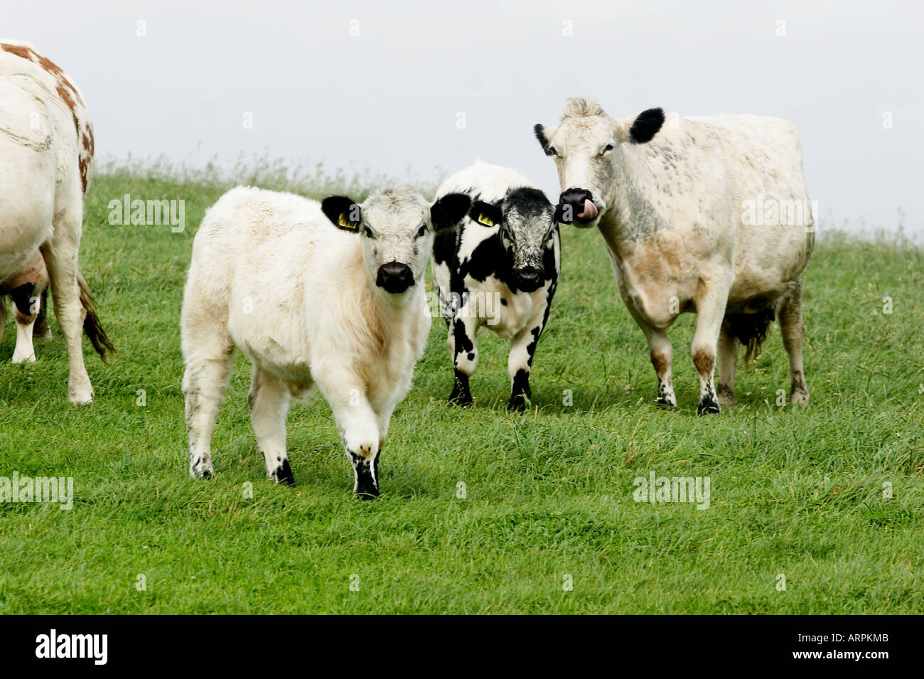 Cows in field on the South Downs Stock Photo - Alamy