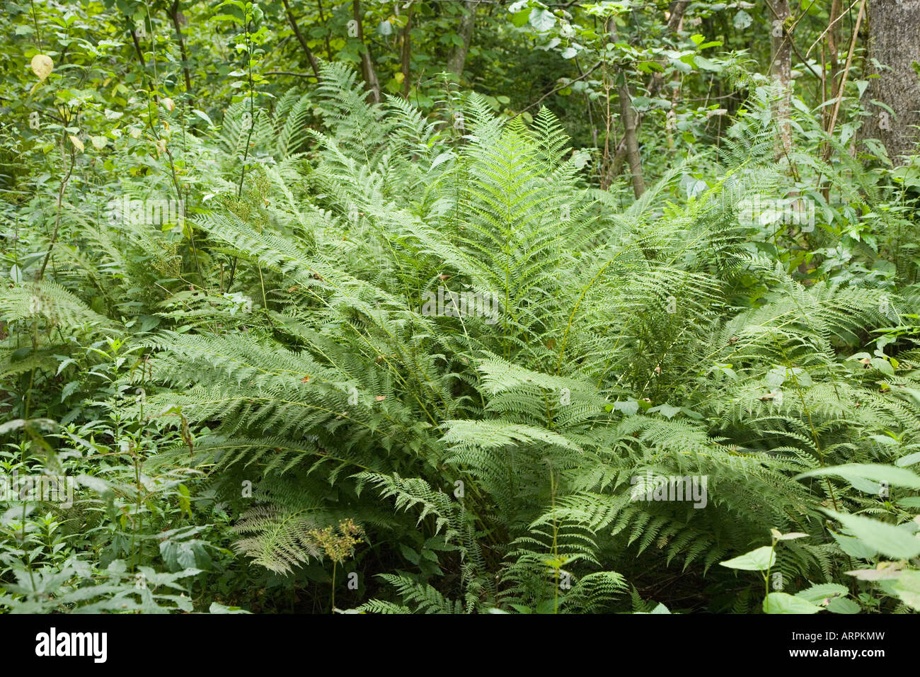 Large fern bunch at summer forest Stock Photo - Alamy