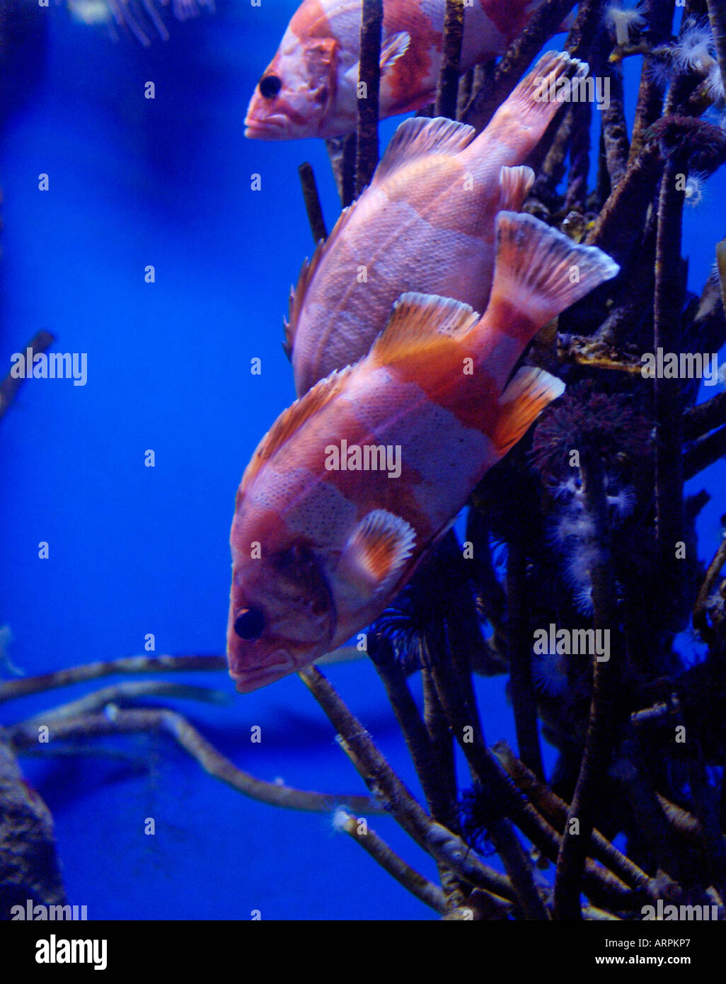 Birch aquarium hi-res stock photography and images - Alamy