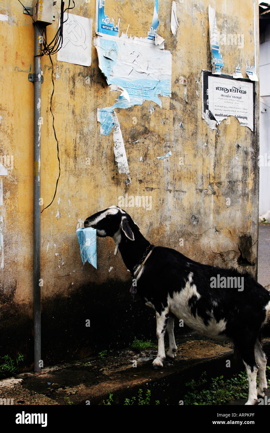 Goat eating paper hi-res stock photography and images - Alamy