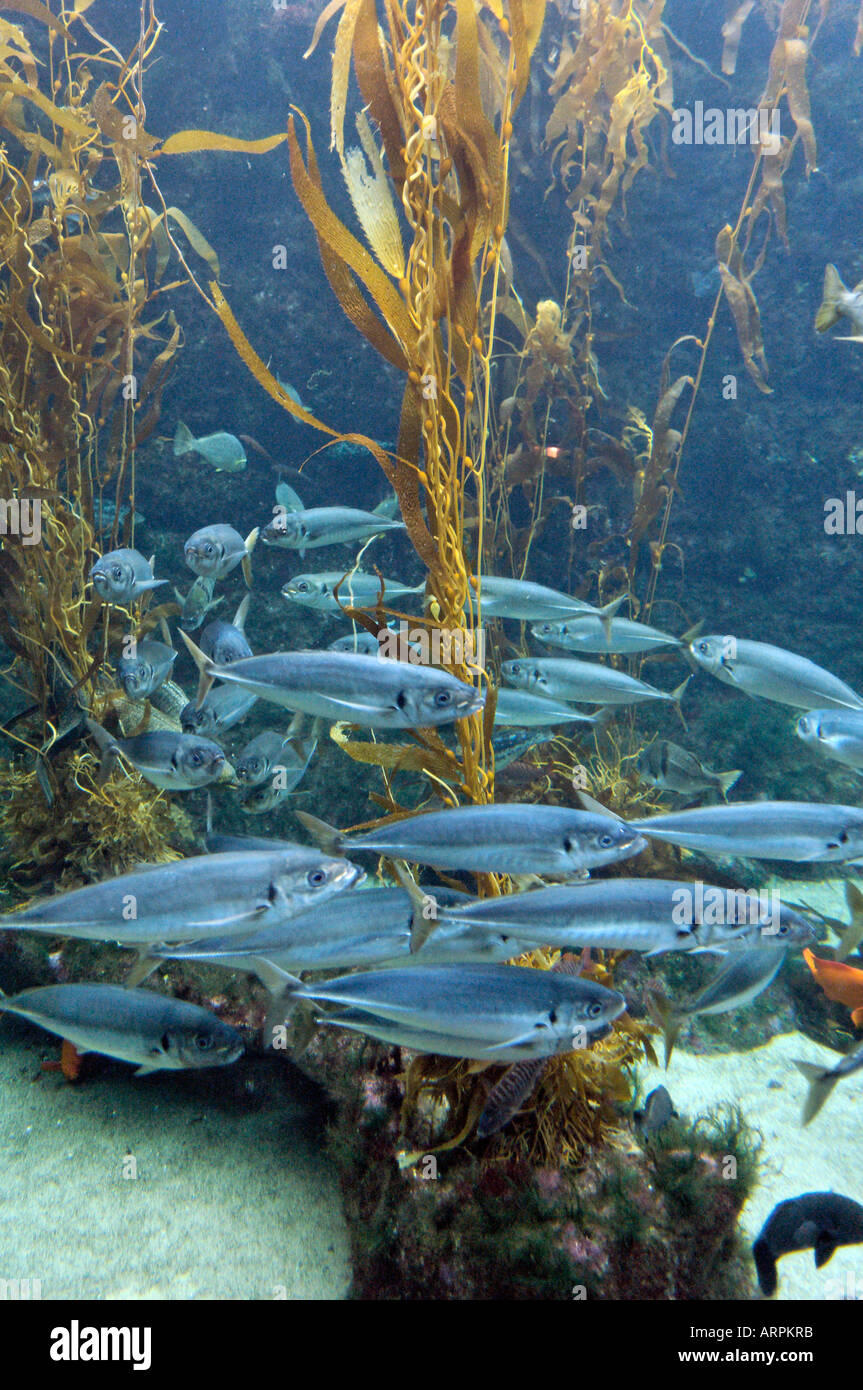 Birch aquarium at scripps institution of oceanography hi-res stock ...