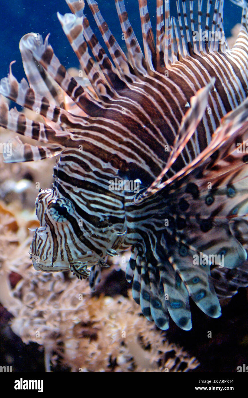 A Close Up Portrait Photograph of a Lionfish Displayed at the Birch ...