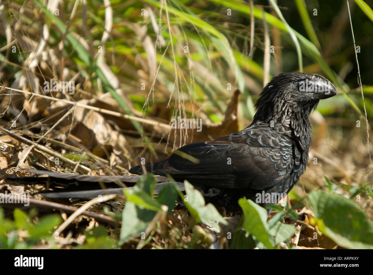 Caribbean nature fauna bird birding tropical wildlife hi-res stock ...
