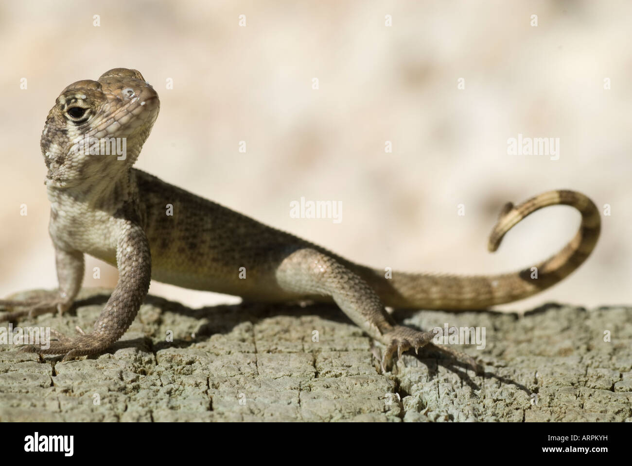 Tail curled caribbean profile reptile beach small hi-res stock ...
