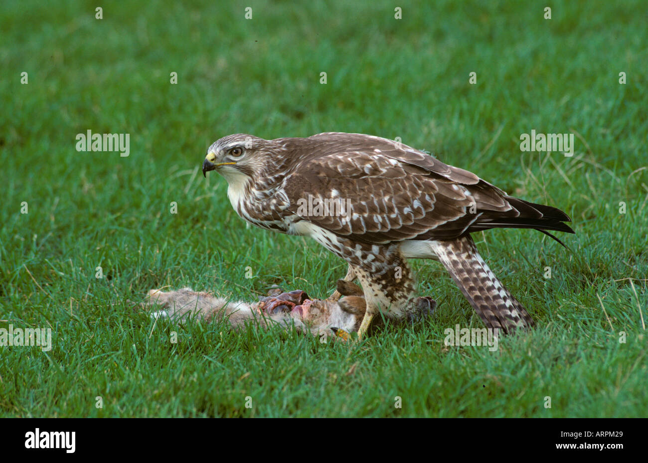 Variably plumage hi-res stock photography and images - Alamy