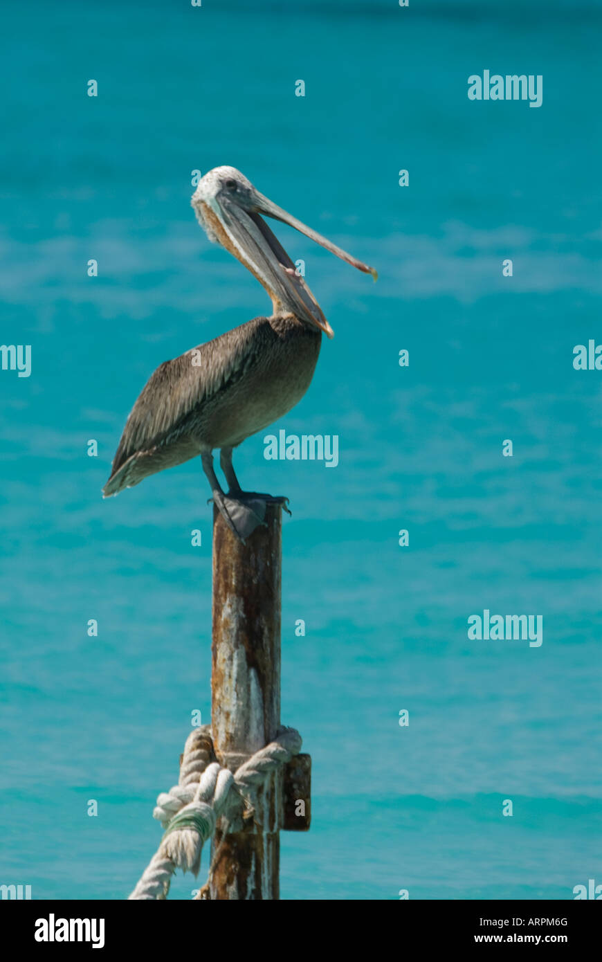 Pelican yawning hi-res stock photography and images - Alamy