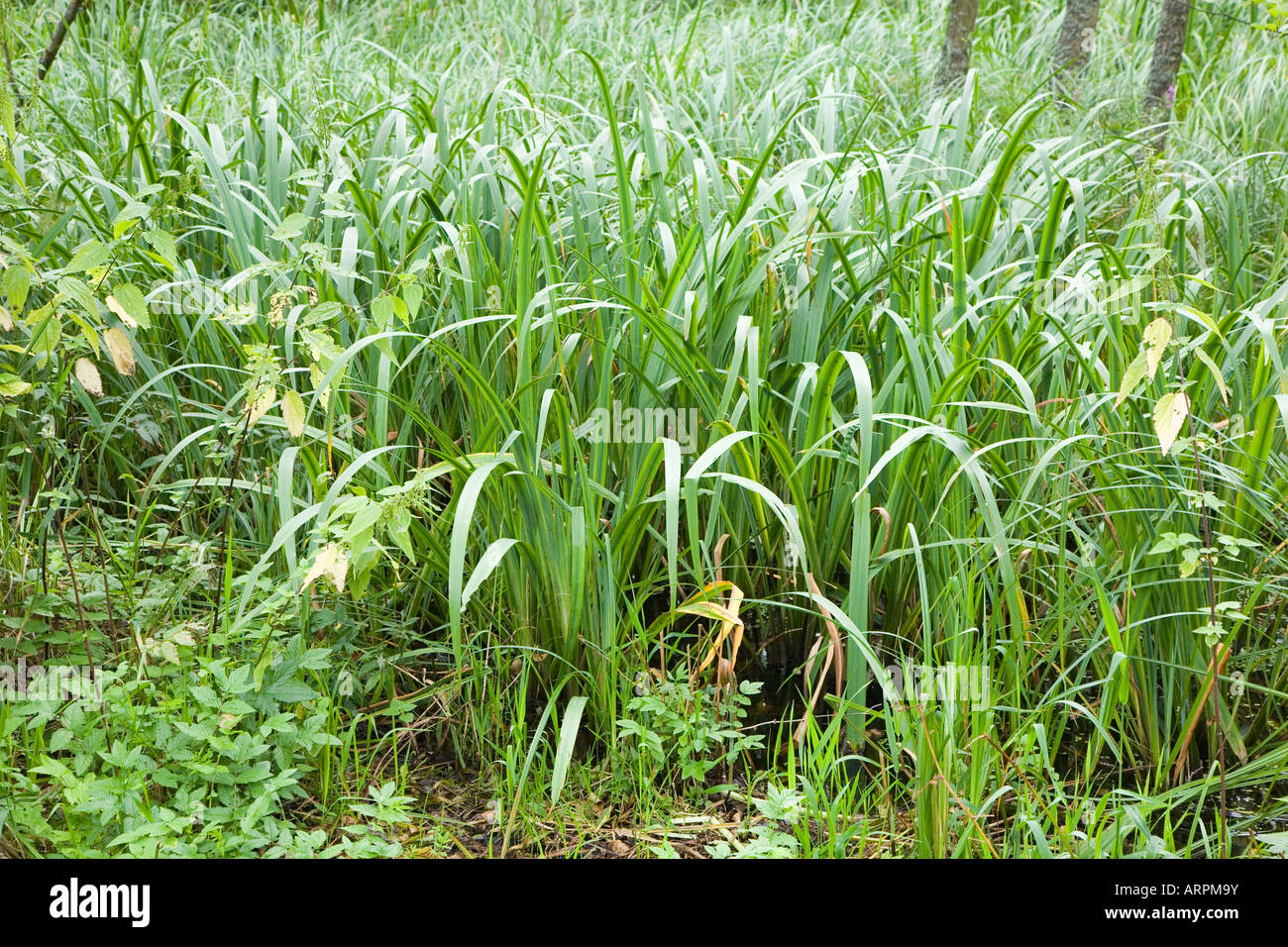 Marshland plant Acorus calamus closeup Stock Photo - Alamy
