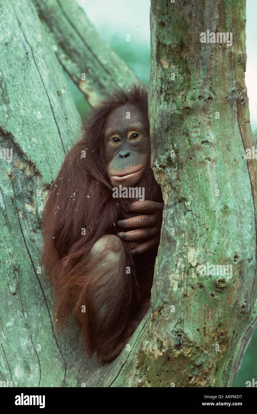 Orang-Utan Pongo pygmaeus Stock Photo - Alamy