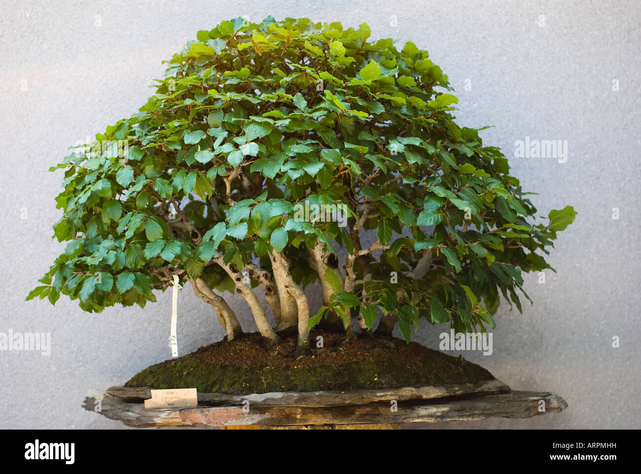 Chinese beech tree hi-res stock photography and images - Alamy