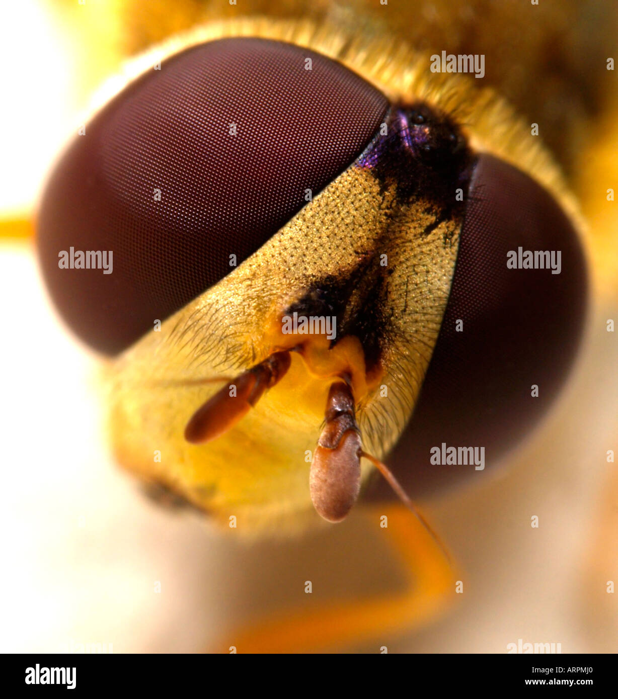 Syrphidae eye hi-res stock photography and images - Alamy