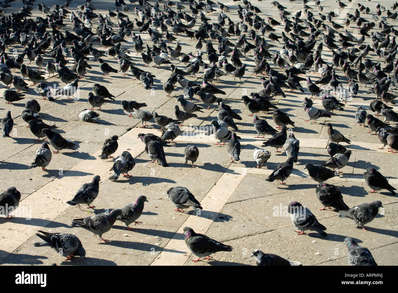Pigeons in Saint Marks Square, Venice, Italy Stock Photo - Alamy