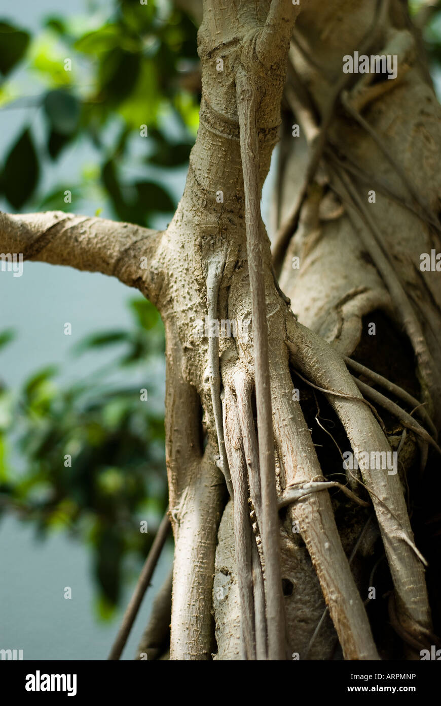 Bonsai tree trunk Stock Photo - Alamy