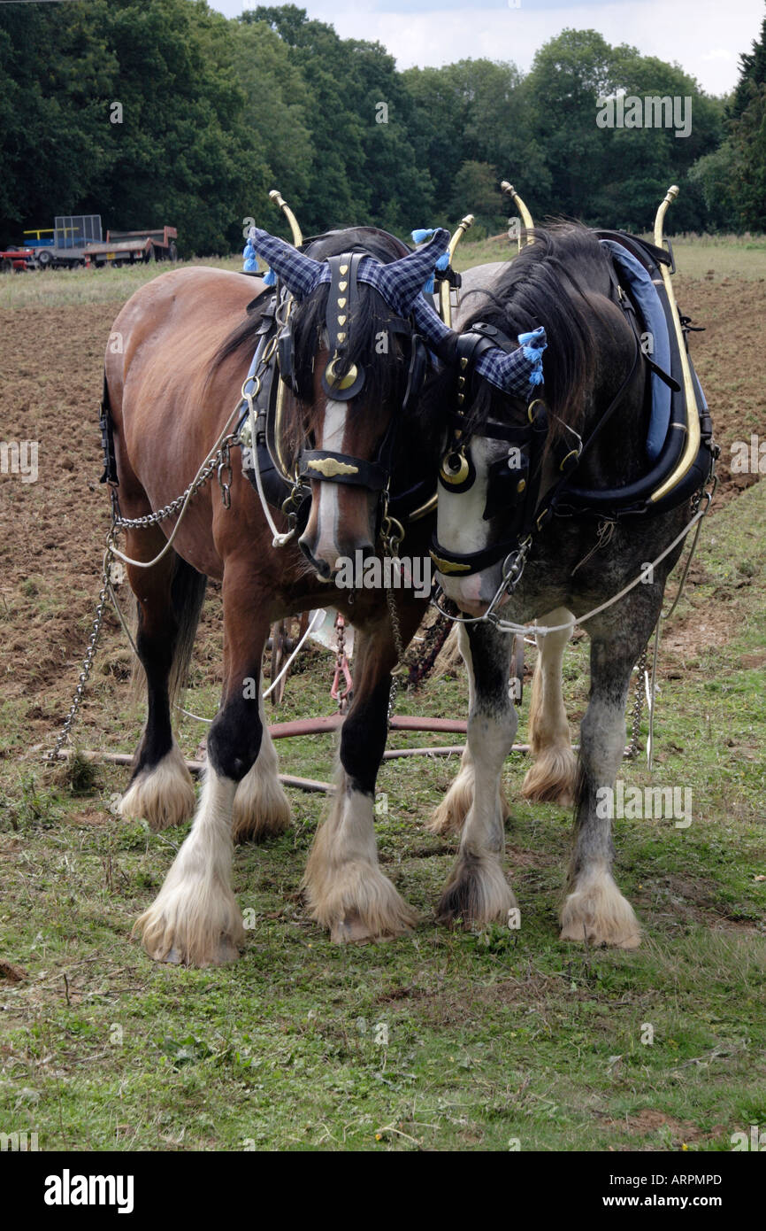 Pair of heavy horses hi-res stock photography and images - Alamy