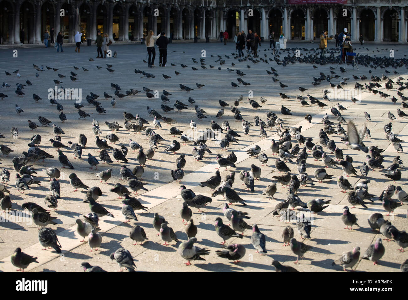 Pigeons in Saint Marks Square, Venice, Italy Stock Photo - Alamy
