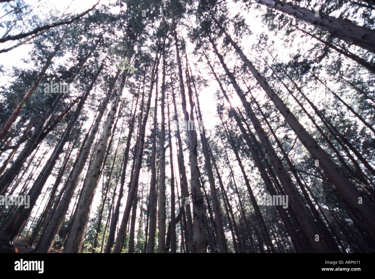 Giant Trees Minoh Osaka Japan Stock Photo - Alamy