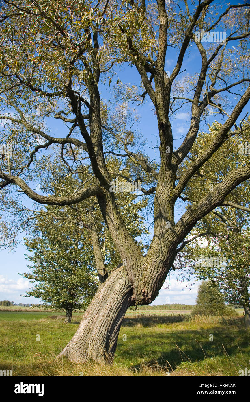 Old Willow tree against blue cloudy sky Stock Photo - Alamy