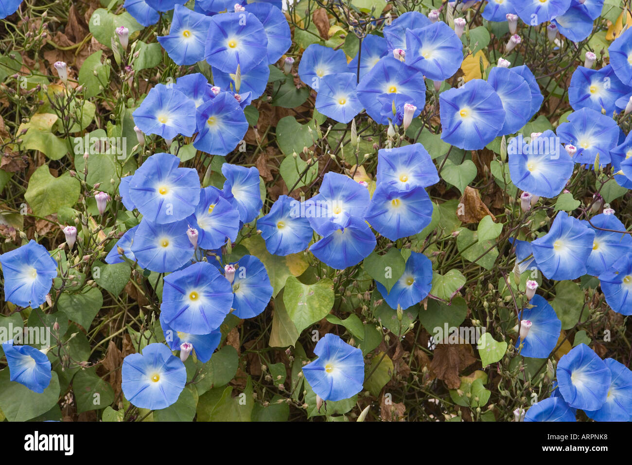 heavenly blue morning glory glories Stock Photo - Alamy