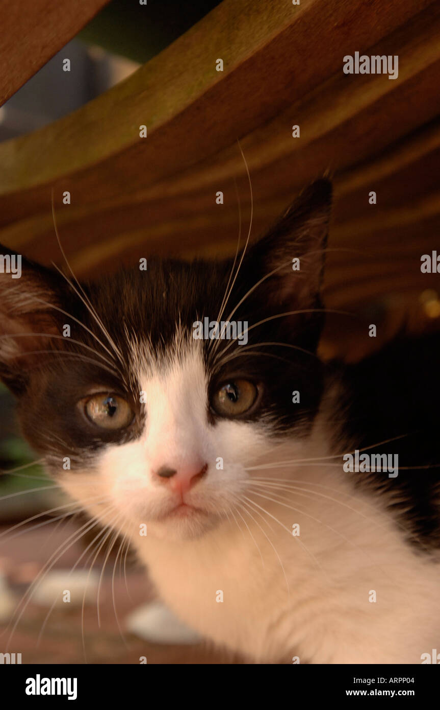 CAT PEEPING OUT FROM UNDER A CHAIR Stock Photo - Alamy