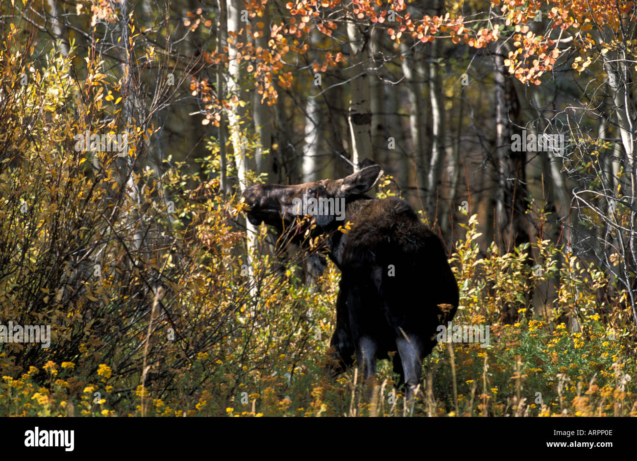 Moose eating plants hi-res stock photography and images - Alamy