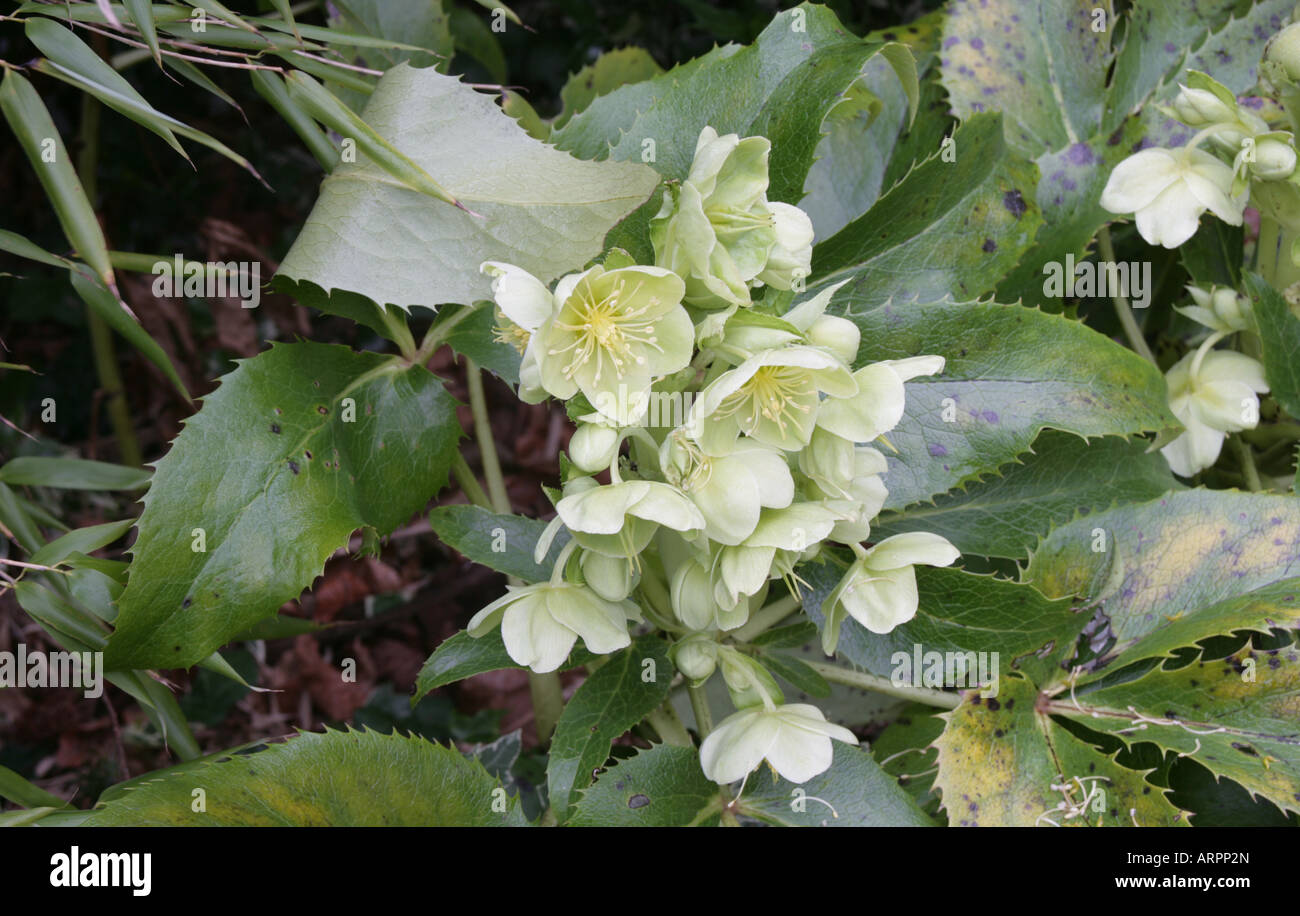 Helleborus niger hi-res stock photography and images - Alamy