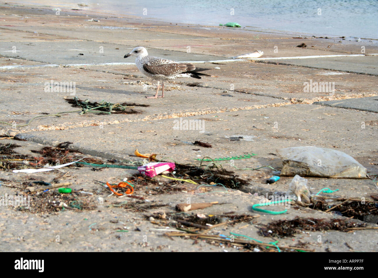 A seagull scavenging for food amongst rubbish Lagos Harbour Algarve ...