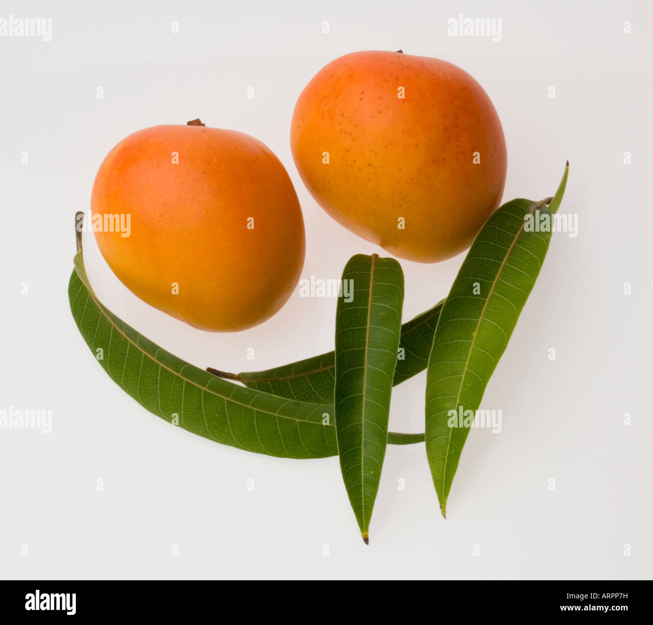 mangoes and leaves Stock Photo - Alamy