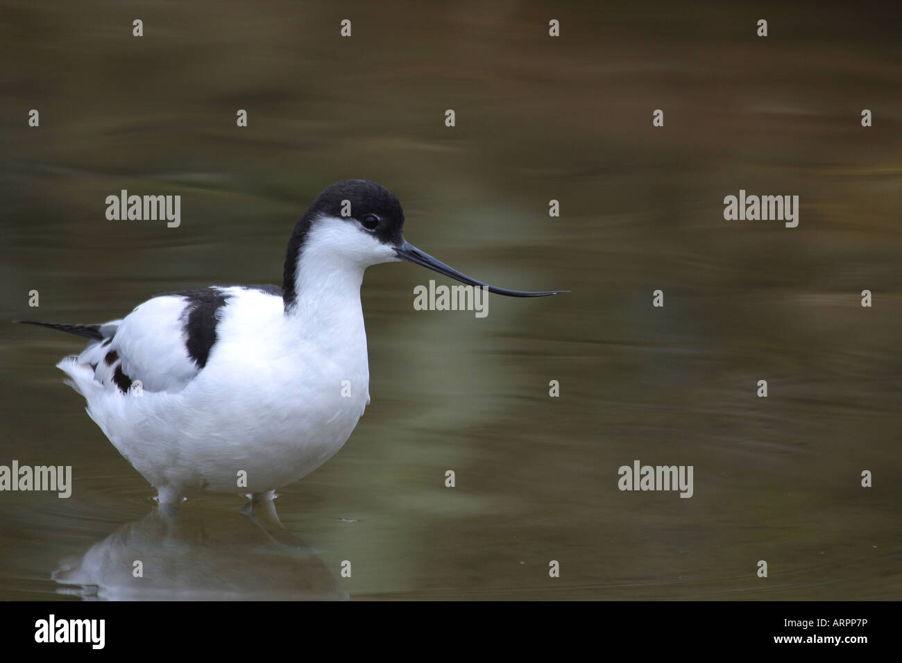 Avocet Recurvirostra avosetta Stock Photo - Alamy