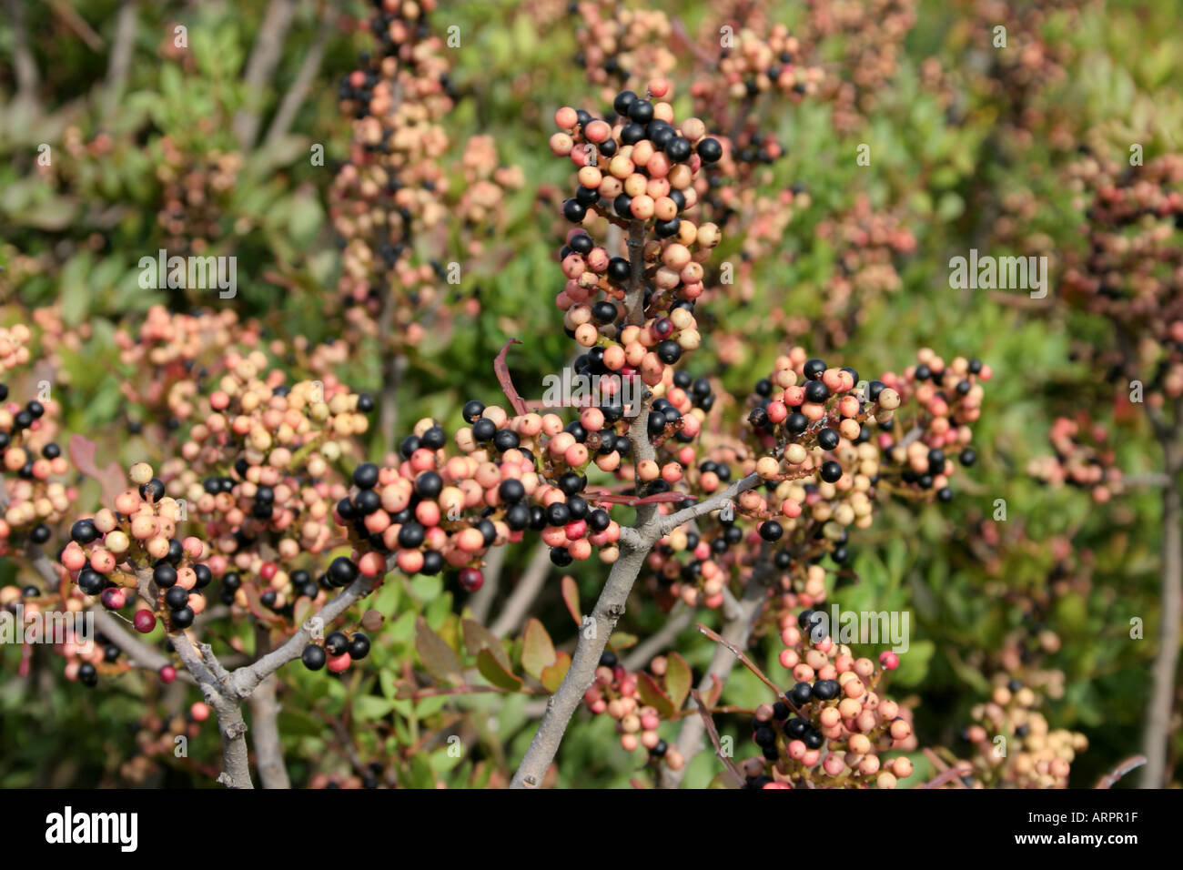 fruit of the Mastic tree Algarve Portugal Stock Photo - Alamy