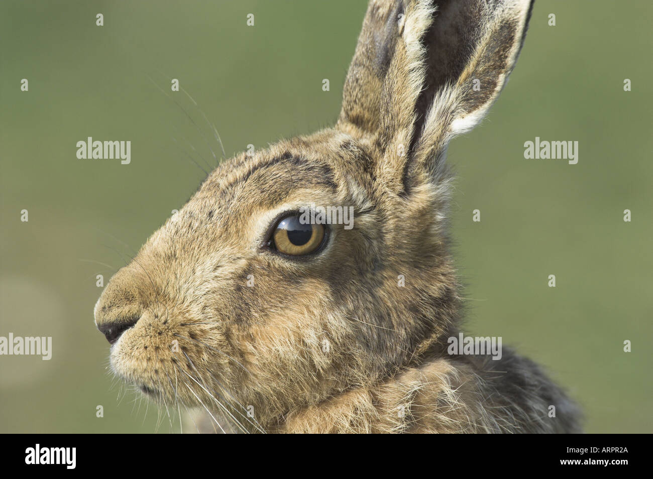 Brown Hare (lepus capensis) close up side view of head Norfolk UK April ...