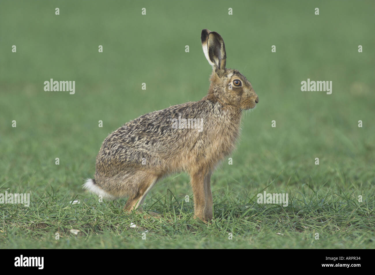Brown Hare (lepus capensis) side view on headland Norfolk UK April ...