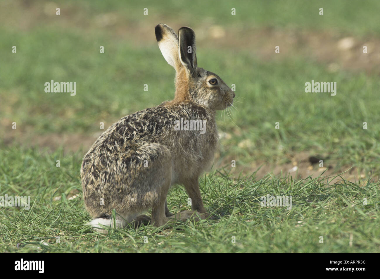 Brown Hare (lepus capensis) side view on headland Norfolk UK April ...