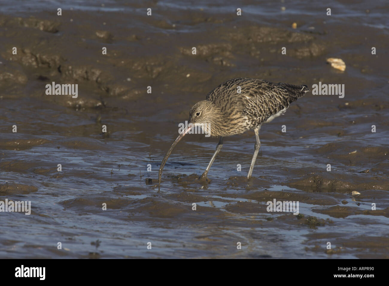 Curlew (nemenius arquata) feeding for worms on inter tidal mudflats ...