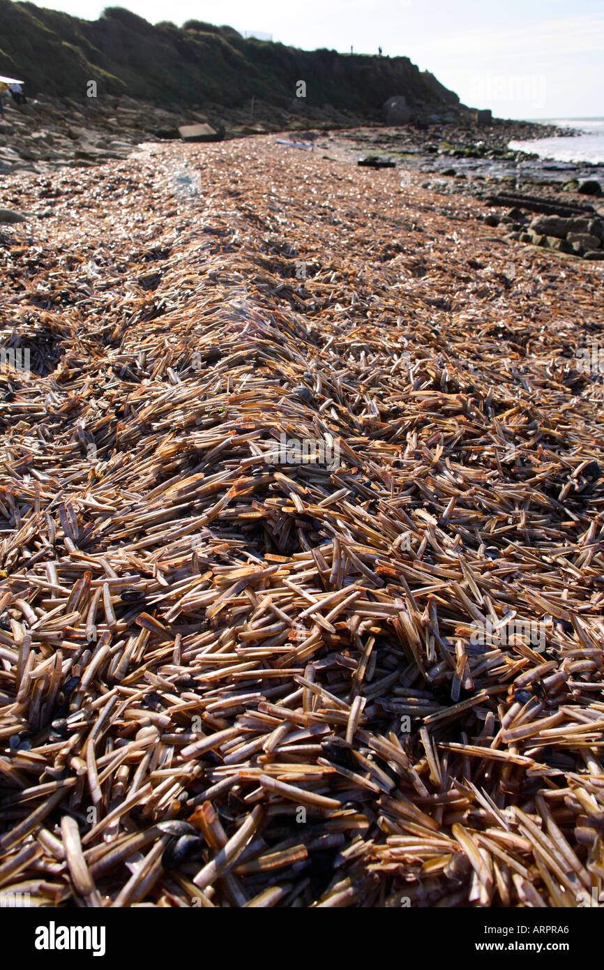 Thousands of sea shells washed up onto a beach Stock Photo - Alamy