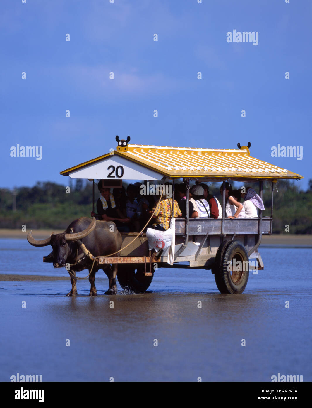 Water buffalo carries tourists across the shallow water between Yubu ...